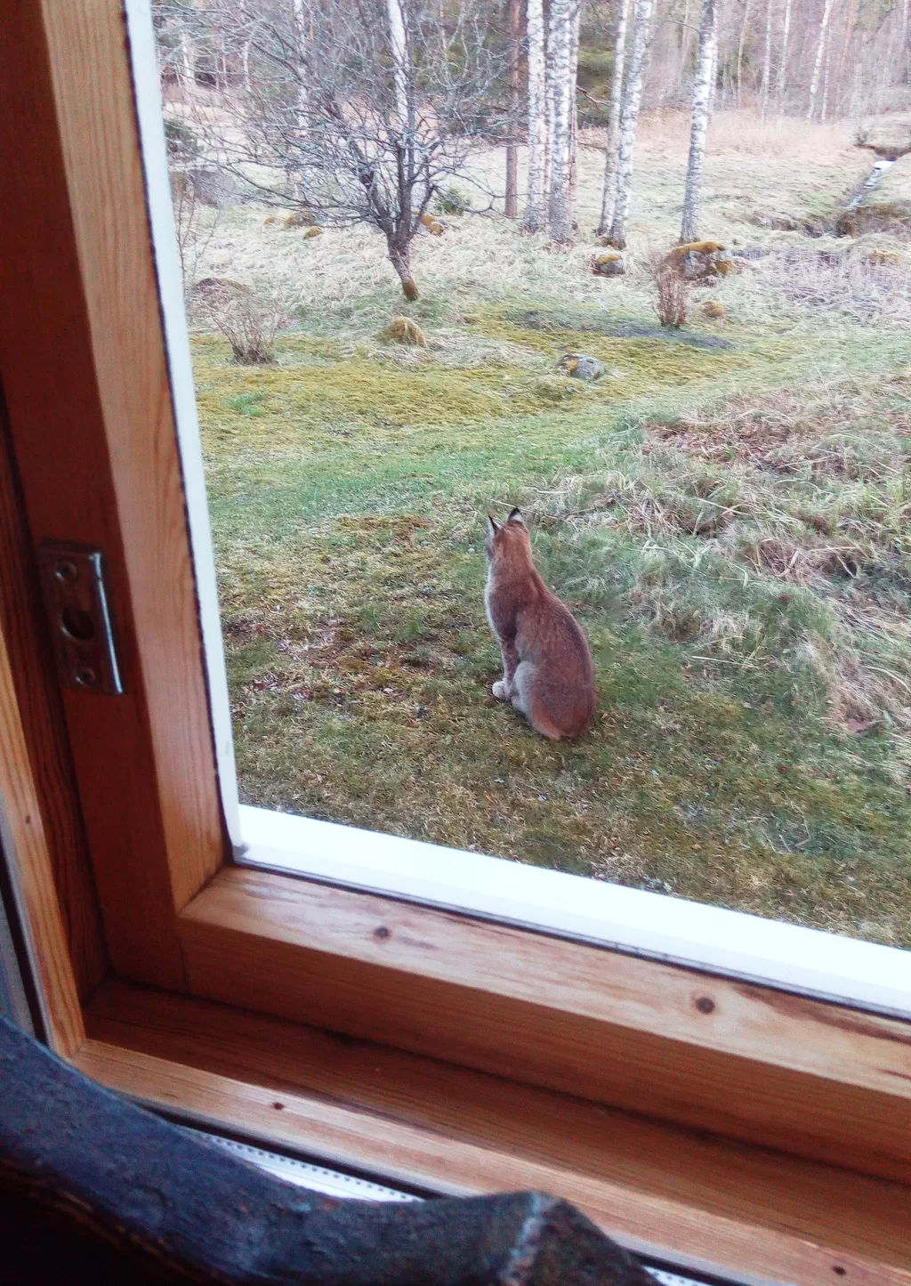 Lukijan kuva: Ilves puutarhavahtina | Vakka-Suomen Sanomat